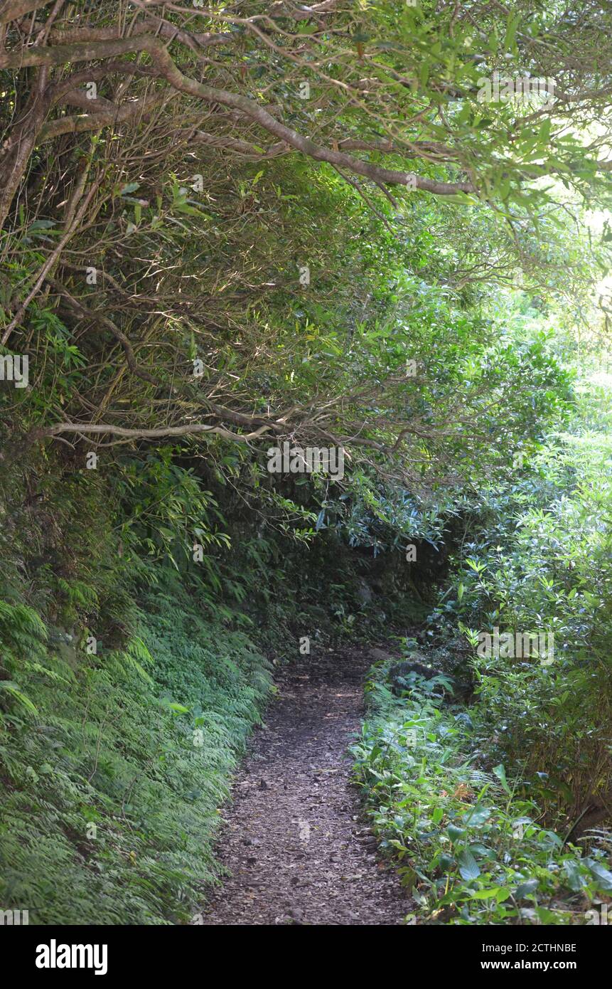 Azores temperate mixed forests ecoregion hi-res stock photography and ...