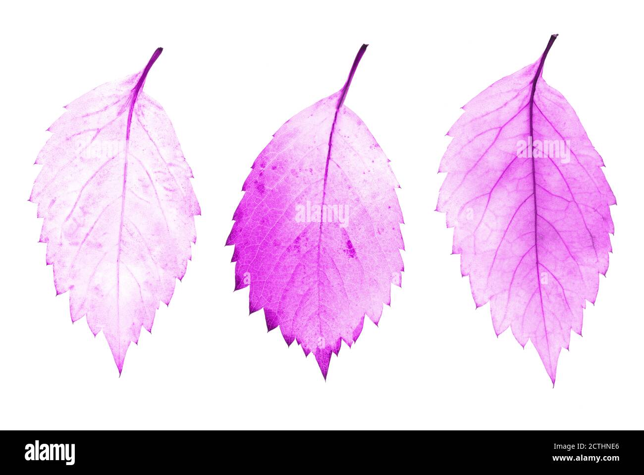 set of pink leaves isolated on white background Stock Photo - Alamy