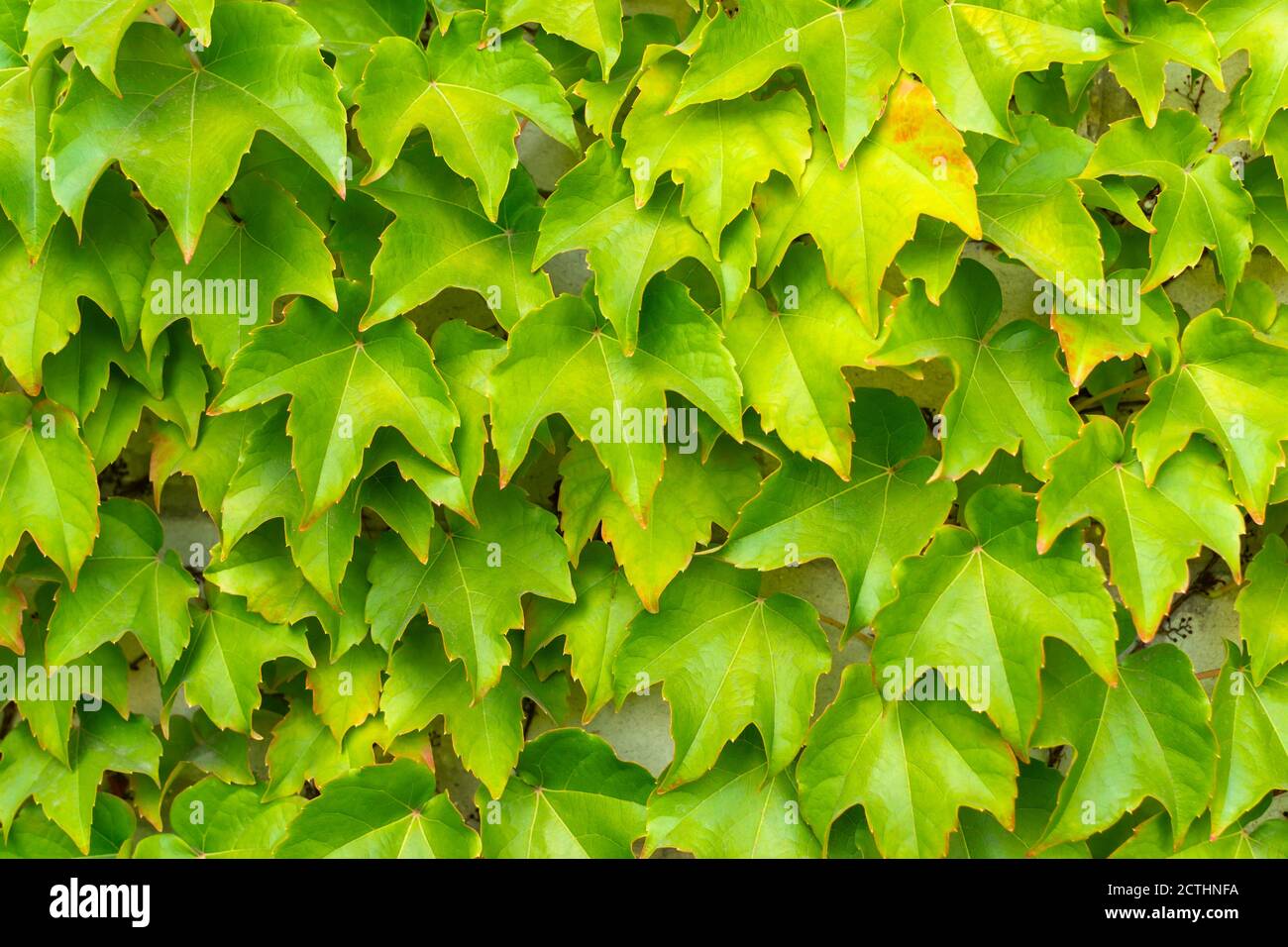 Ivy pattern hi-res stock photography and images - Alamy