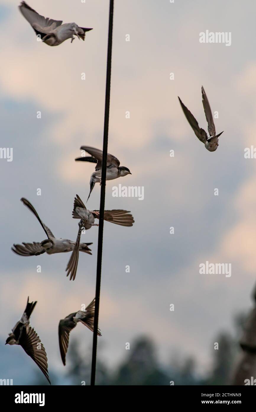 Barn swallows flying through sky Stock Photo - Alamy