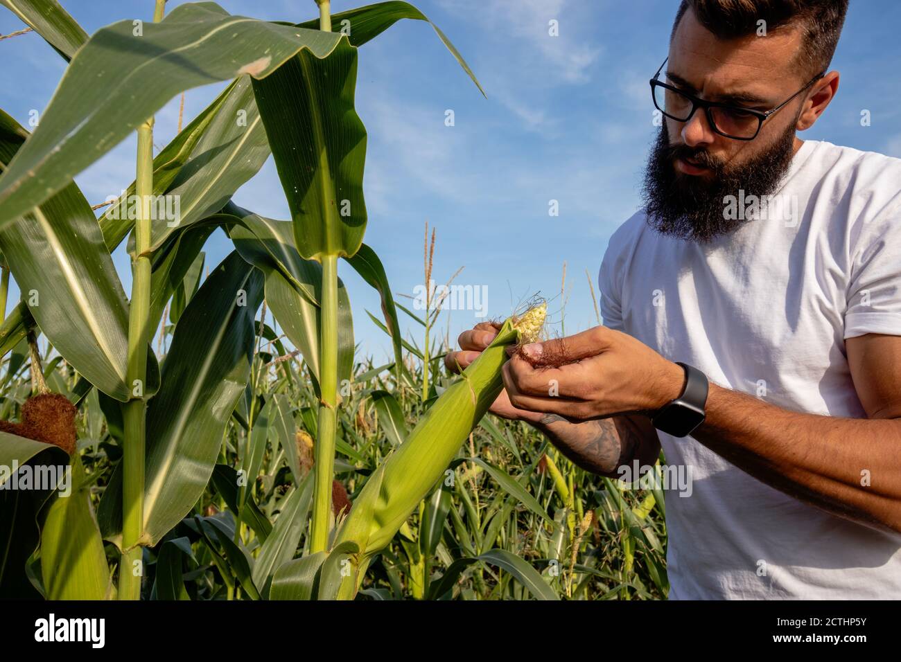Farmer examining ear corn hi-res stock photography and images - Alamy