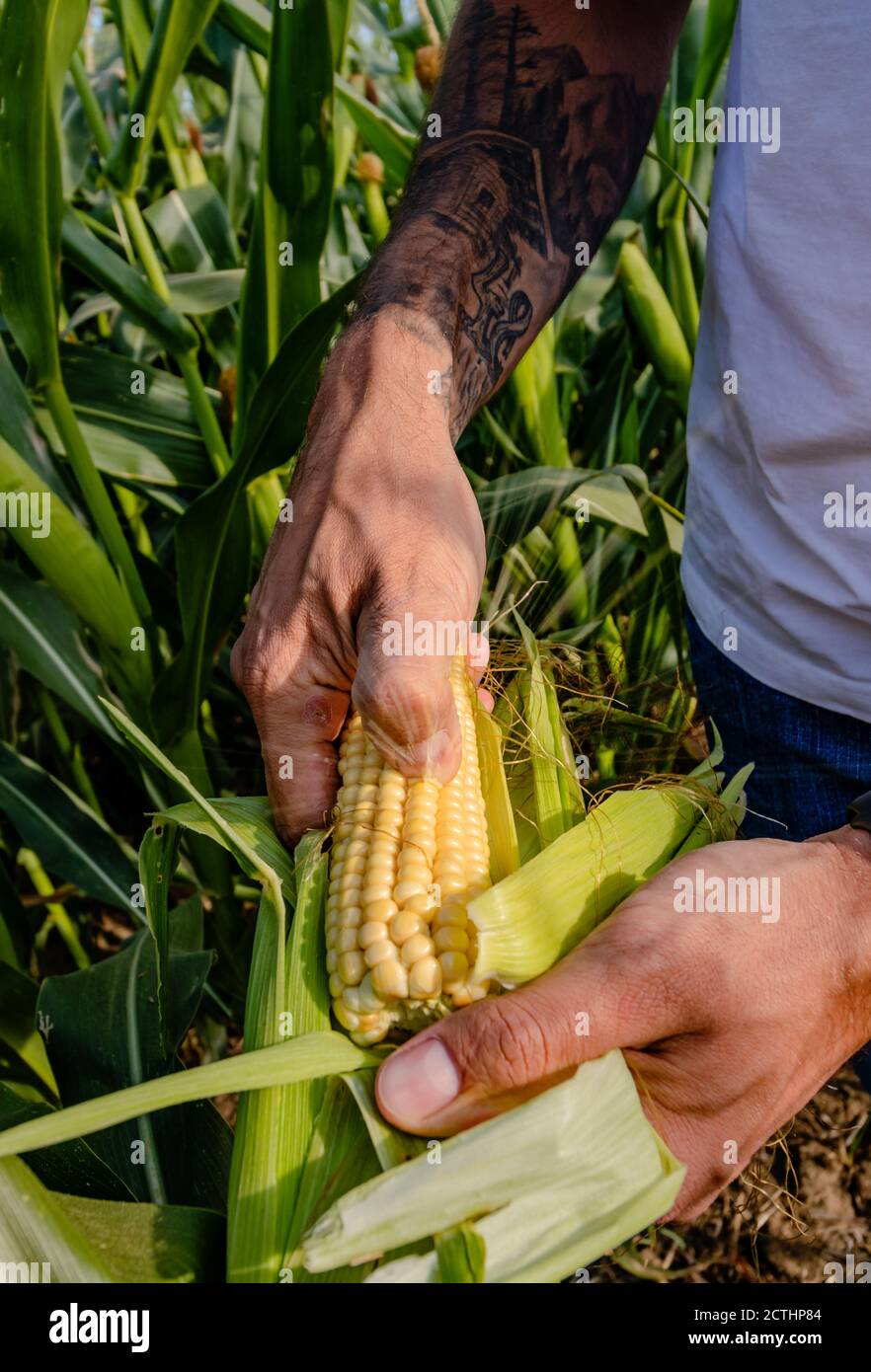 Farmer in corn field inspecting corn cobs to be sure if it is ready for ...