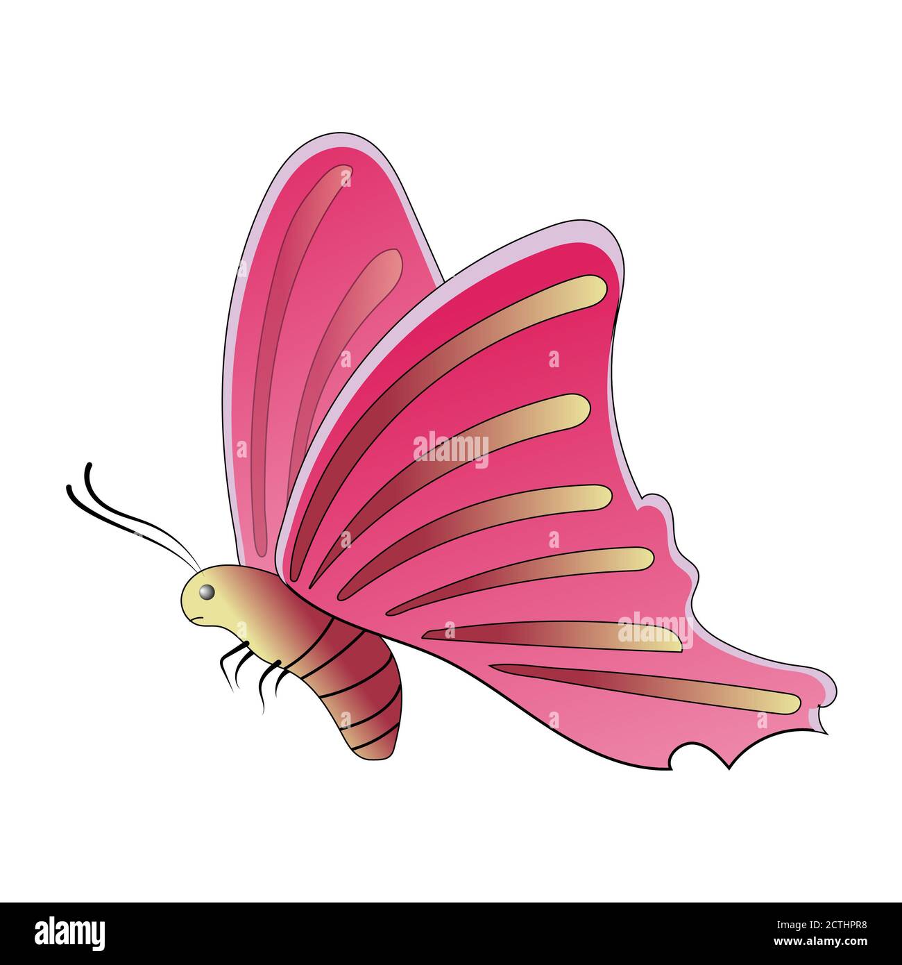 Butterfly with pink wings isolated on a white background. Side view ...