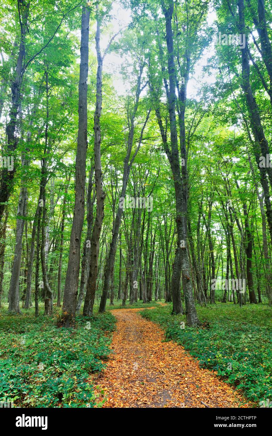 Dense forest in the middle of autumn Stock Photo - Alamy