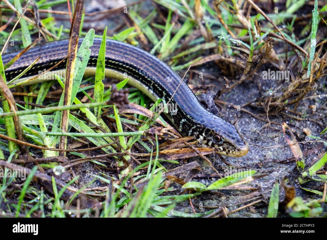 Closeup of Eastern Glass Lizard (Ophisaurus ventralis) in grass at ...