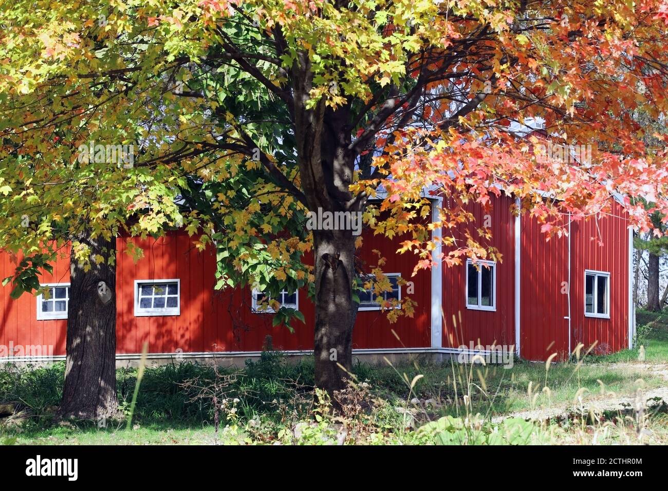 Colors of autumn. Scenic view with classic Wisconsin red barn between ...