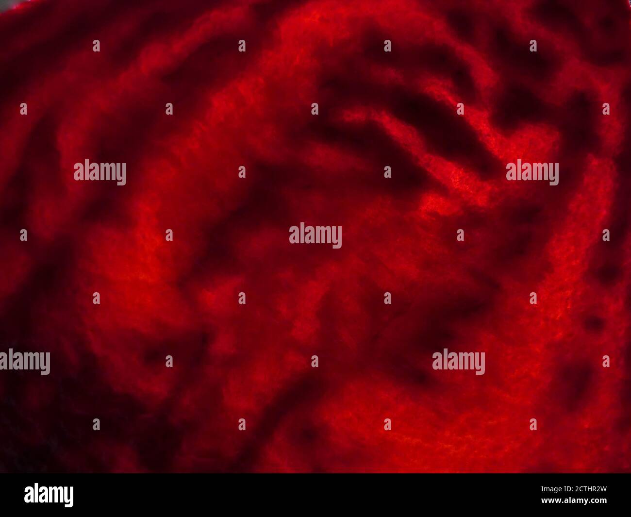 Beetroot thin slice : red and black translucent background with strange ...