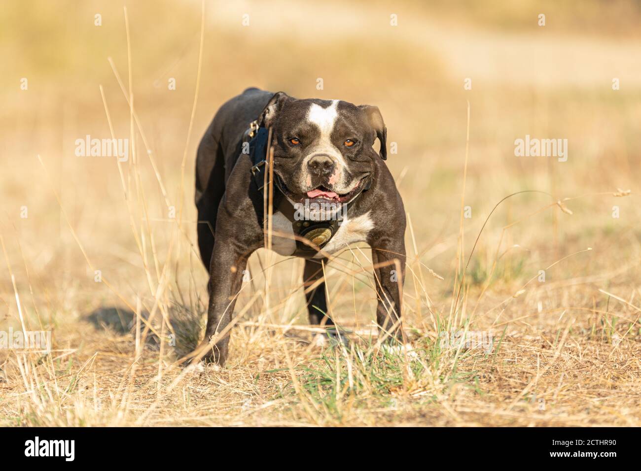 Young american black and white bully outdoor Stock Photo - Alamy