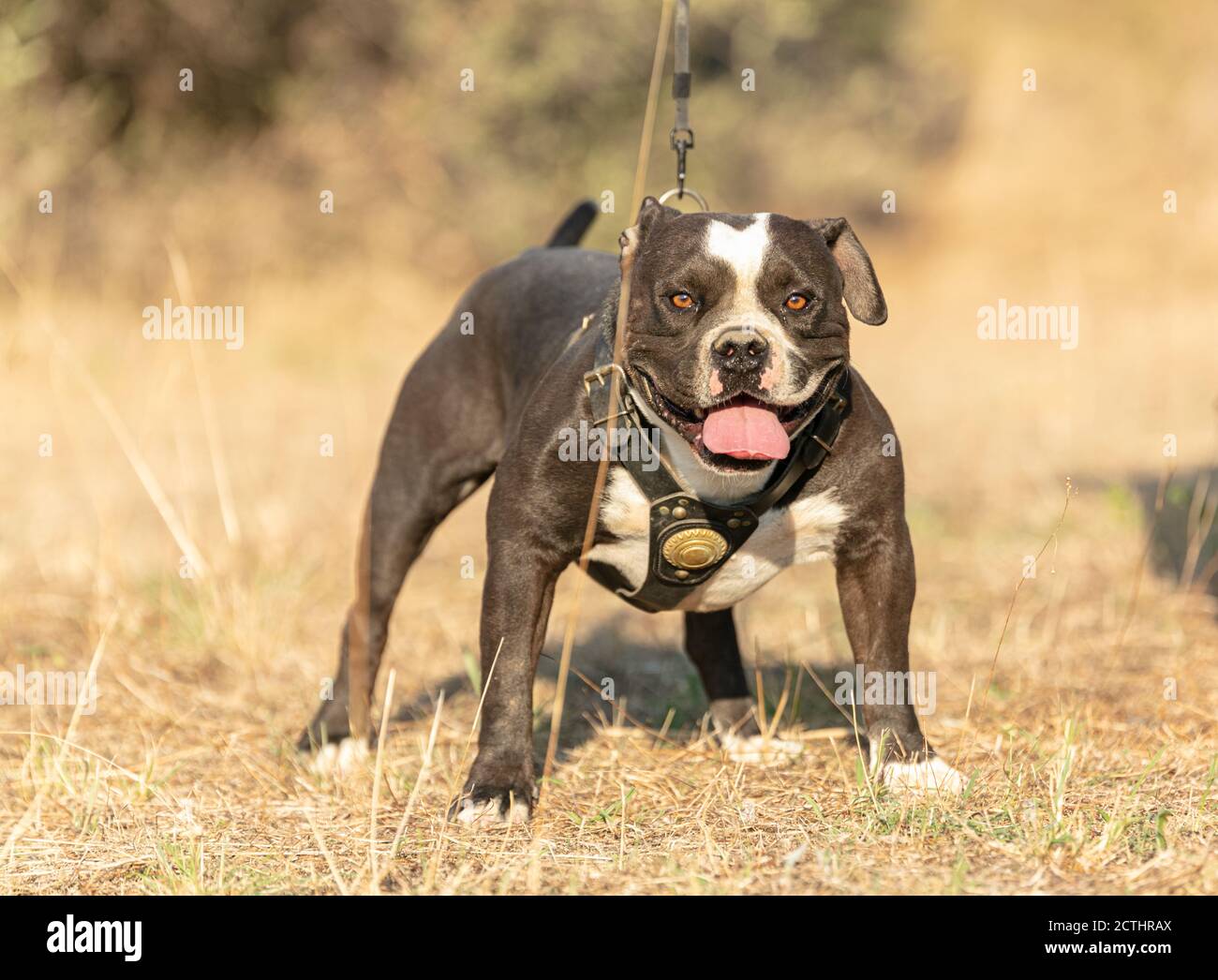 Young american black and white bully outdoor Stock Photo - Alamy