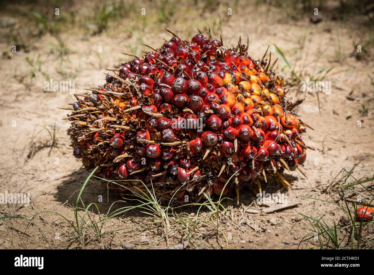 Fresh Fruit Bunches (FFB) in a Palm Oil Plantation after cutting the ...