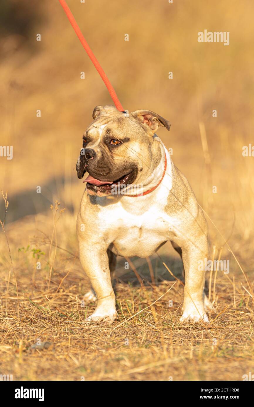 Young brown american bully outdoor Stock Photo - Alamy