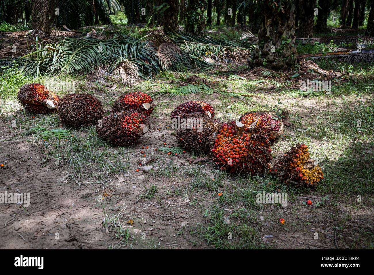 Fresh Fruit Bunches (FFB) in a Palm Oil Plantation after cutting the ...
