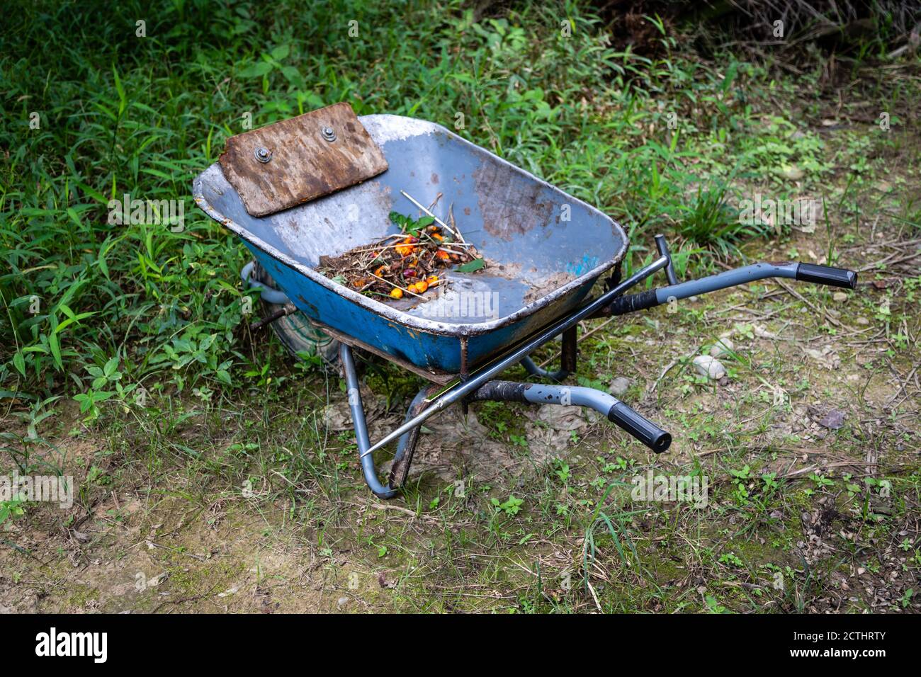 Wheel barrow, used for transporting Fresh Fruit Bunches (FFB) from the ...
