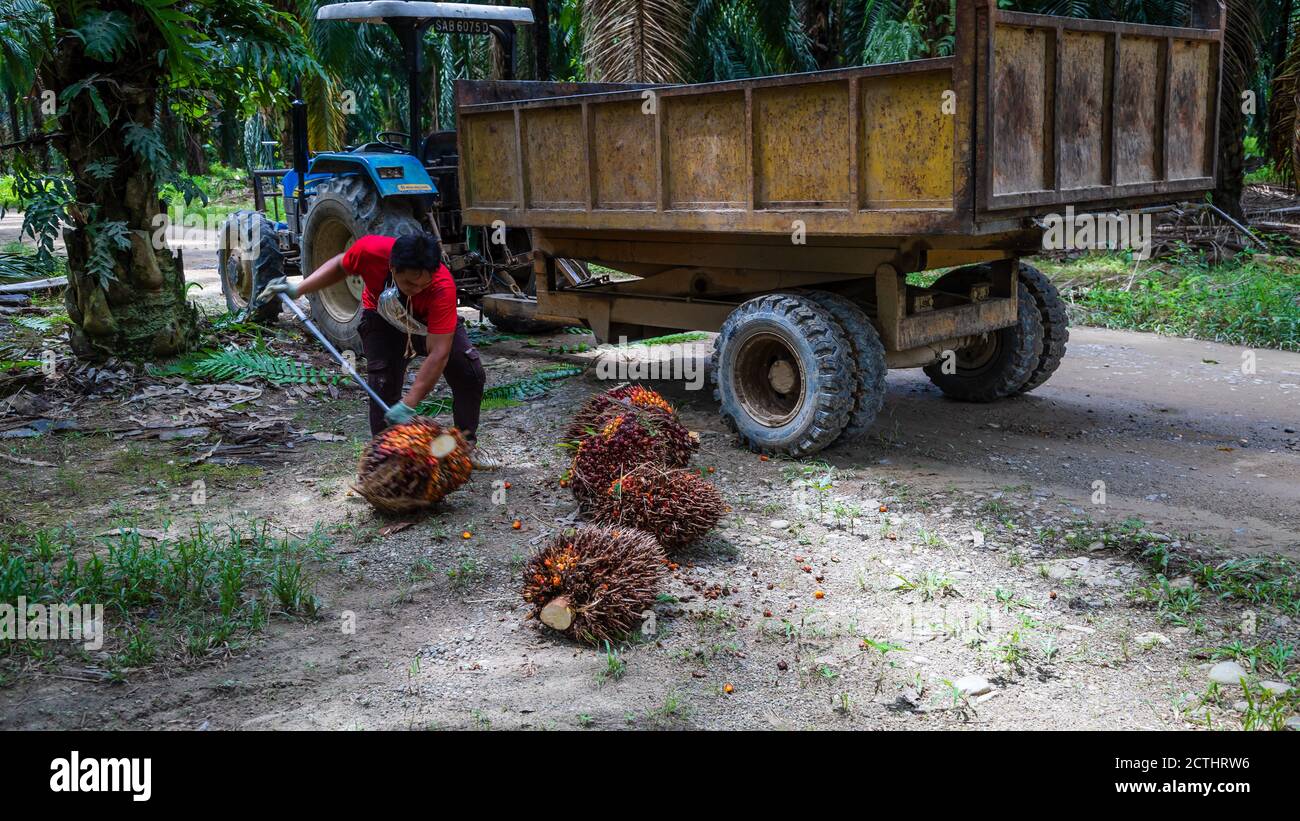 Tenom, Sabah, Malaysia - 21 July 2017: Manually loading of Fresh Fruit ...