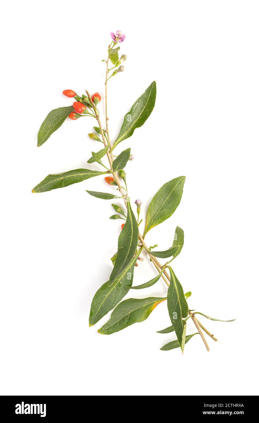 Gogi branch with fruits and flowers on a white background Stock Photo ...
