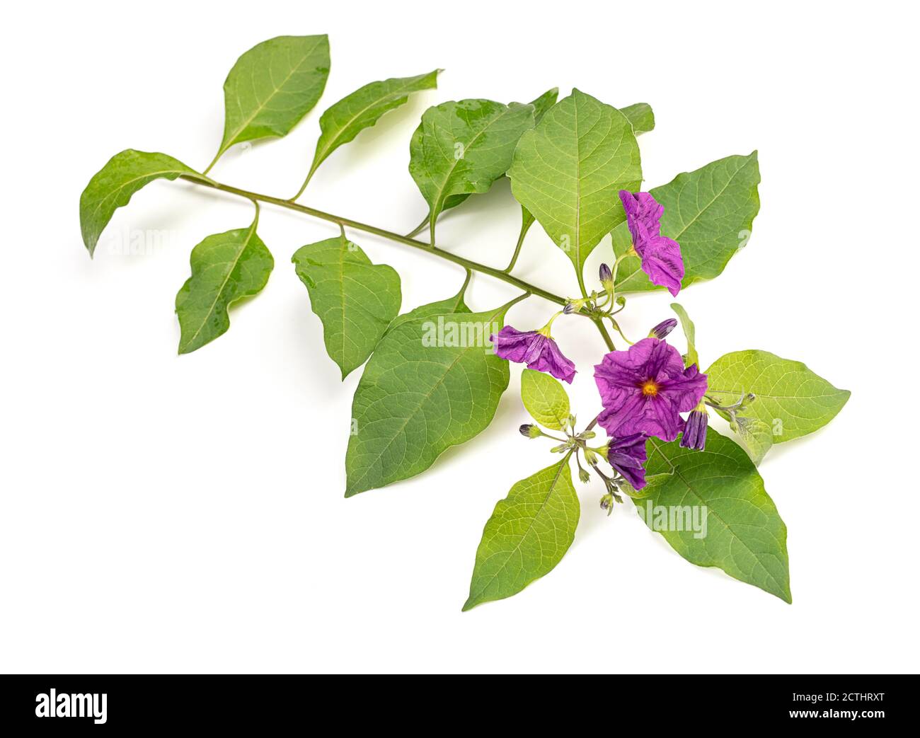 Solanum rantonnetii hi-res stock photography and images - Alamy