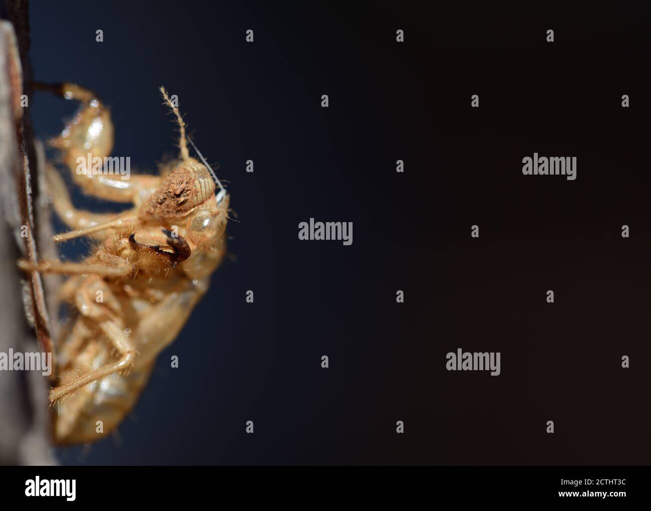 Chitin High Resolution Stock Photography and Images - Alamy