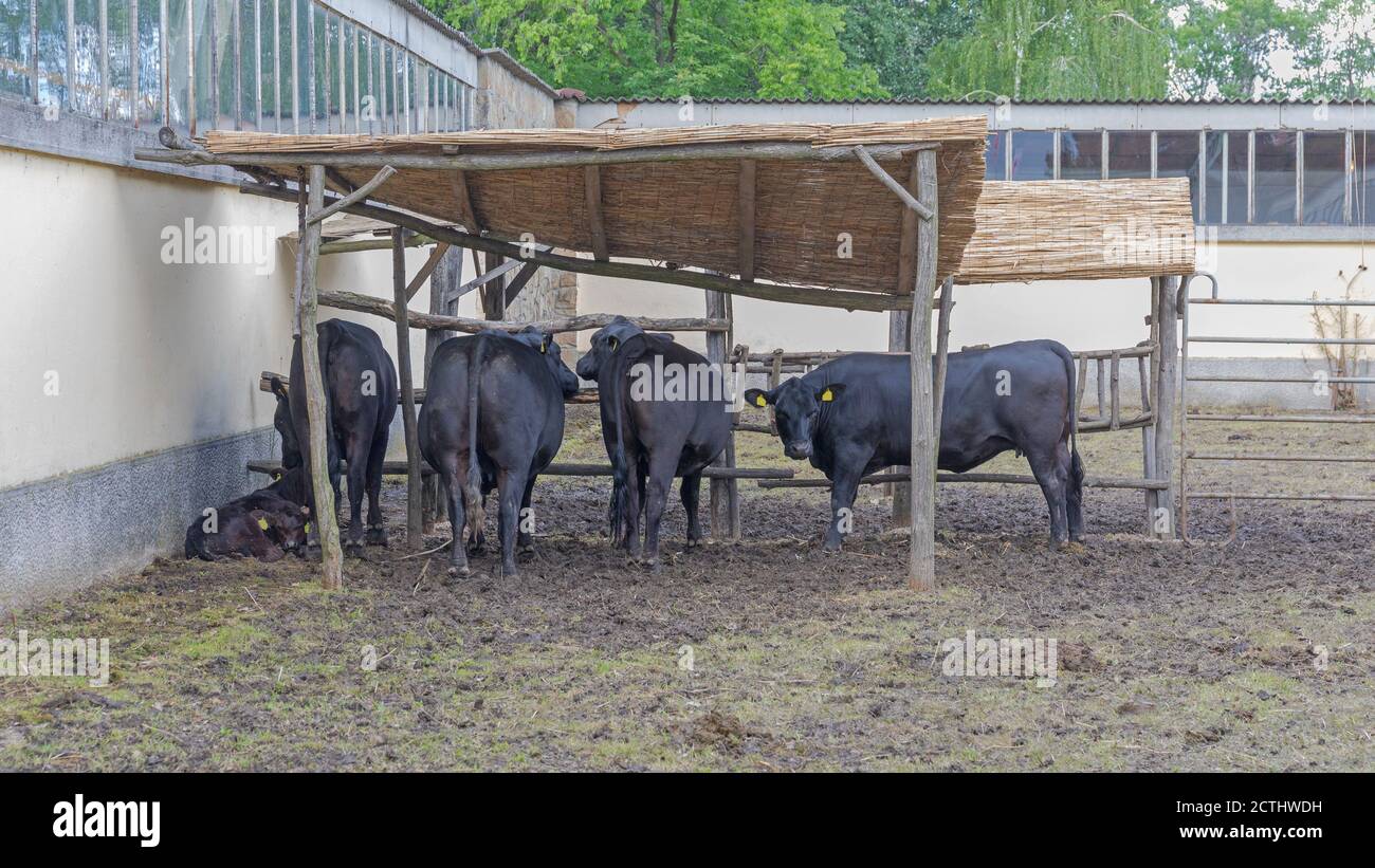 Black Cows in Shade at Cattle Farm Stock Photo - Alamy