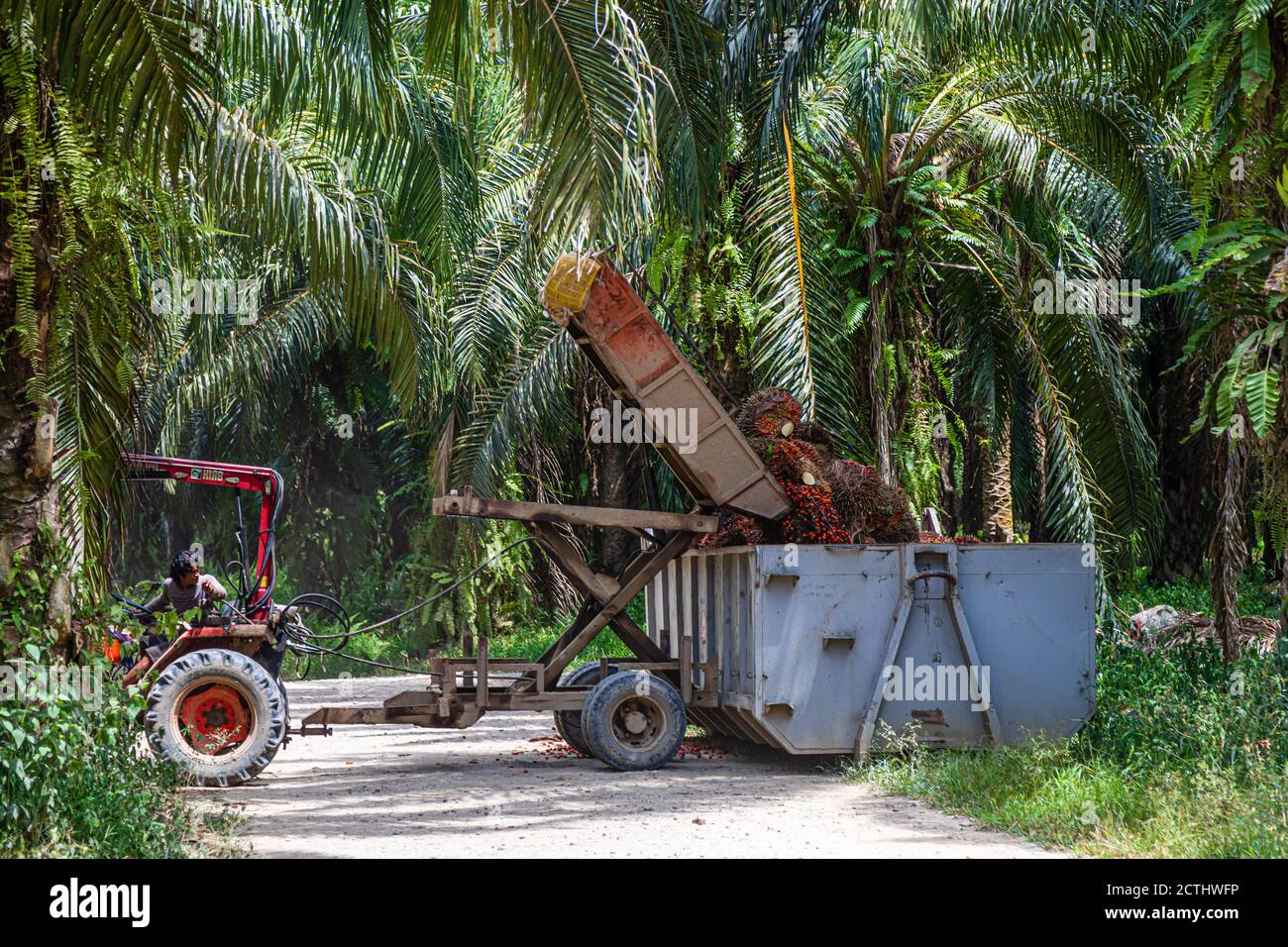 Tenom, Sabah, Malaysia: Reloading of Fresh Fruit Bunches (FFB) from the ...