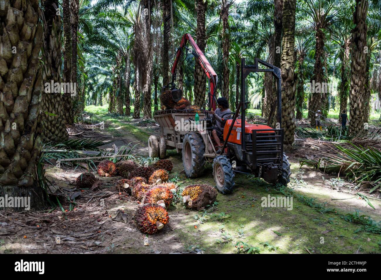 Palm oil tree after cut hi-res stock photography and images - Alamy