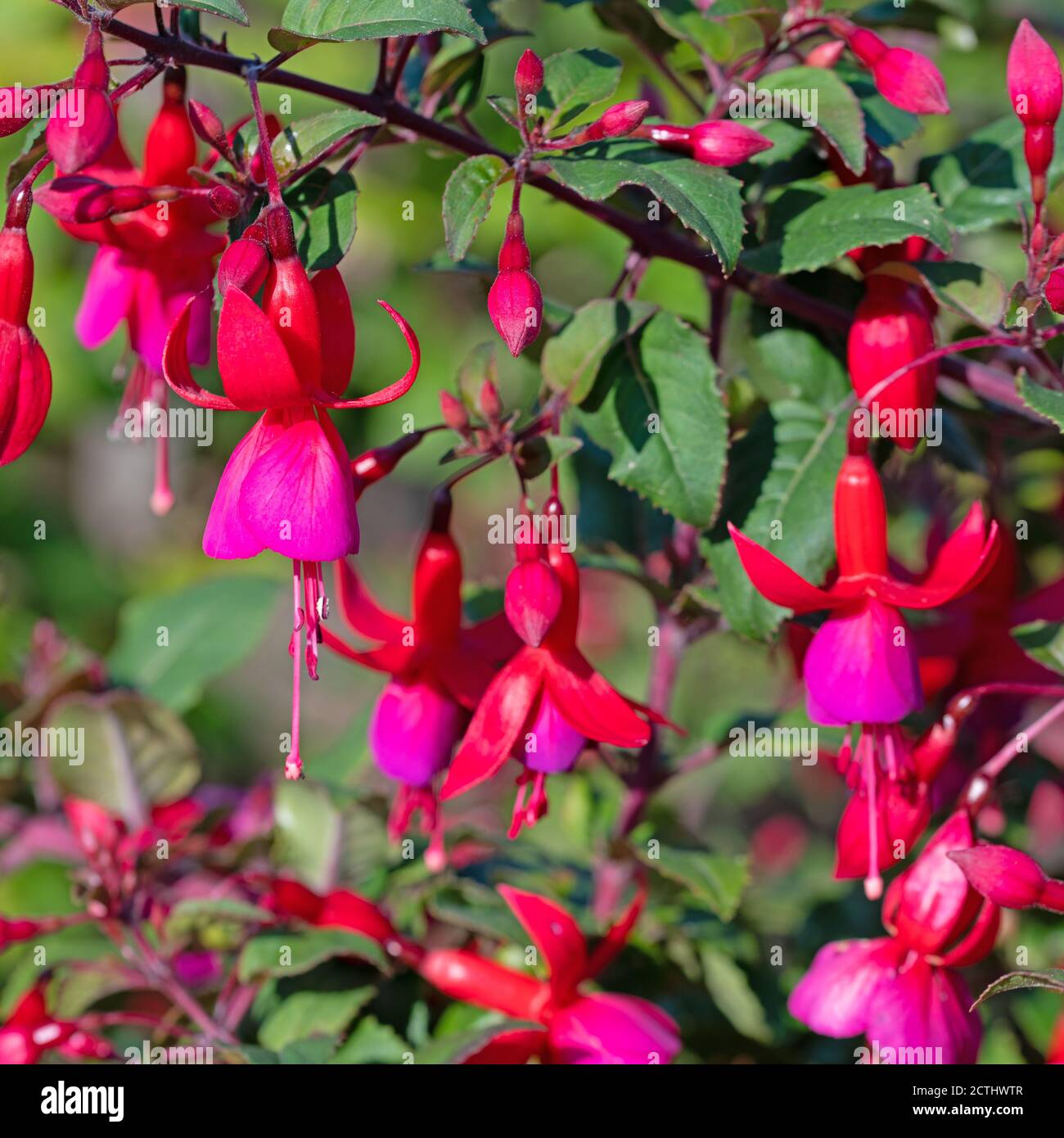 Fuchsias greenhouse hi-res stock photography and images - Alamy