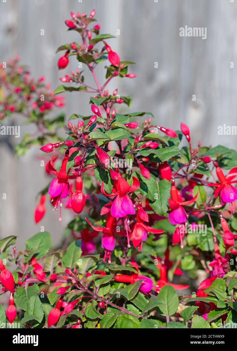Fuchsias greenhouse hi-res stock photography and images - Alamy