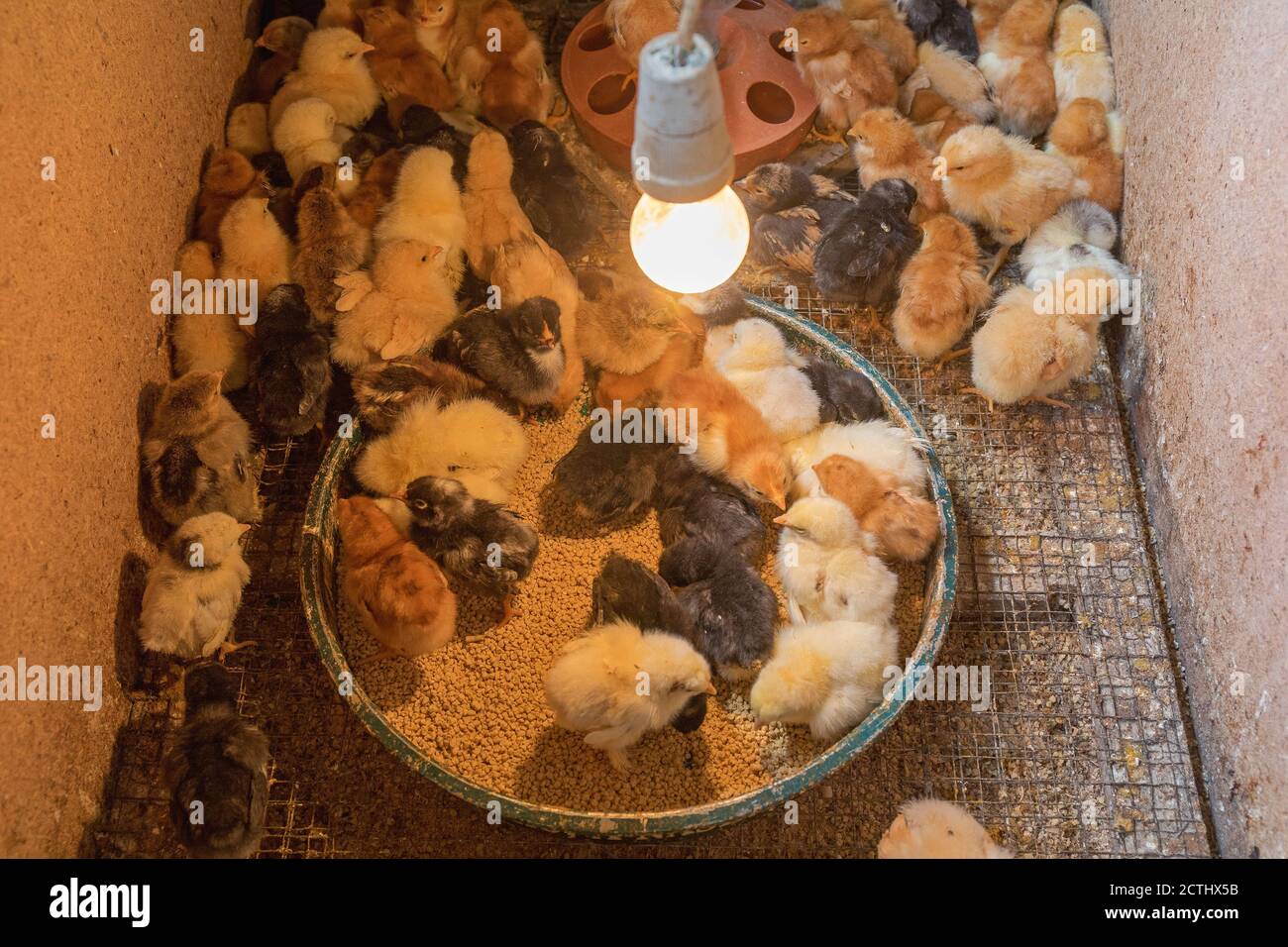 Many Newborn Baby Chicks at Poultry Farm Stock Photo - Alamy