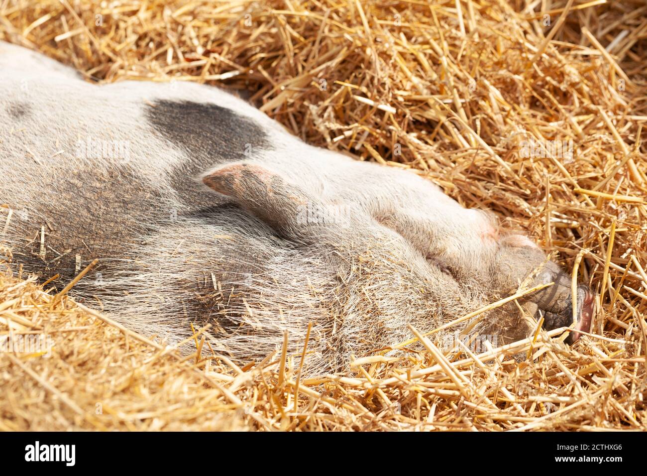 High-Resolution close-up of a Sleeping Pig Stock Photo - Alamy