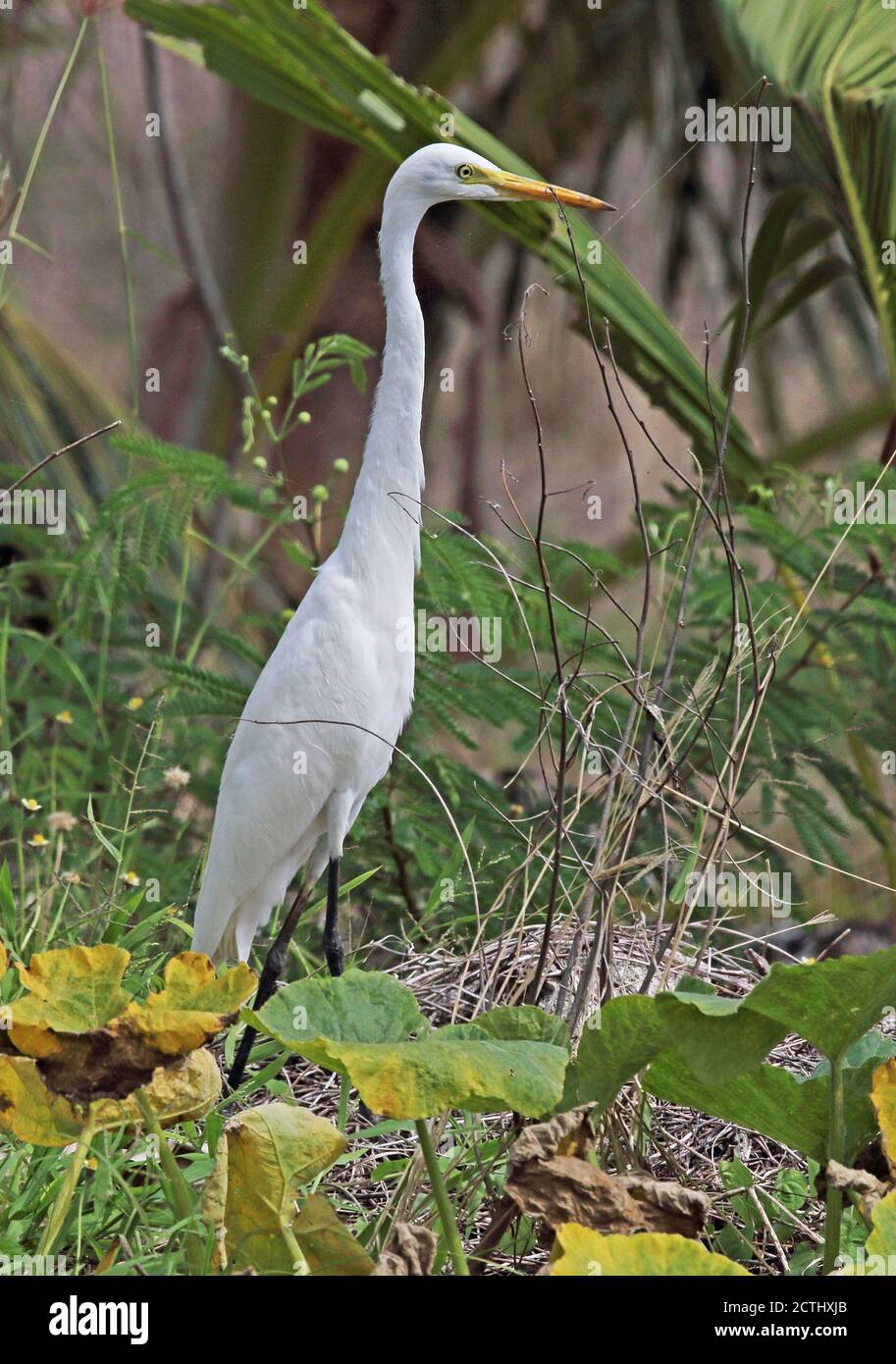 Australian intermediate egrets hi-res stock photography and images - Alamy