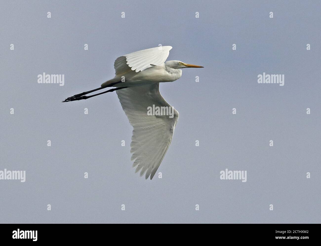 Australian intermediate egrets flying hi-res stock photography and ...