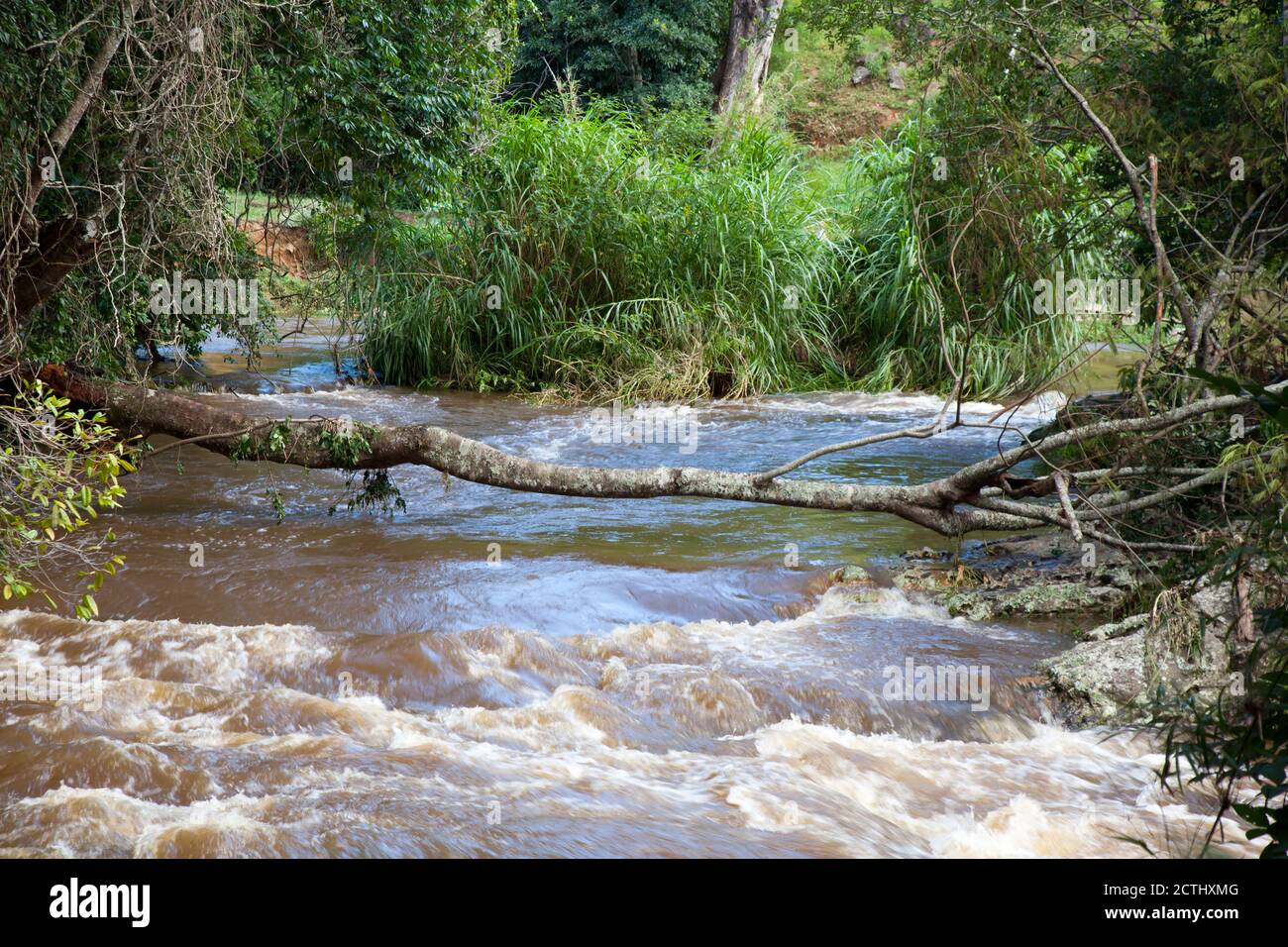 Brazilian river in rain forest Stock Photo - Alamy