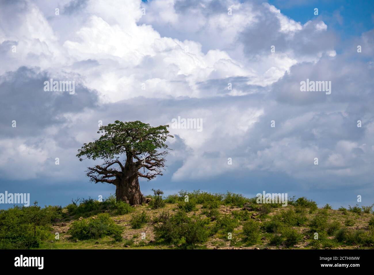 A lonely baobab tree On the top of Slope against cloudy sky background ...