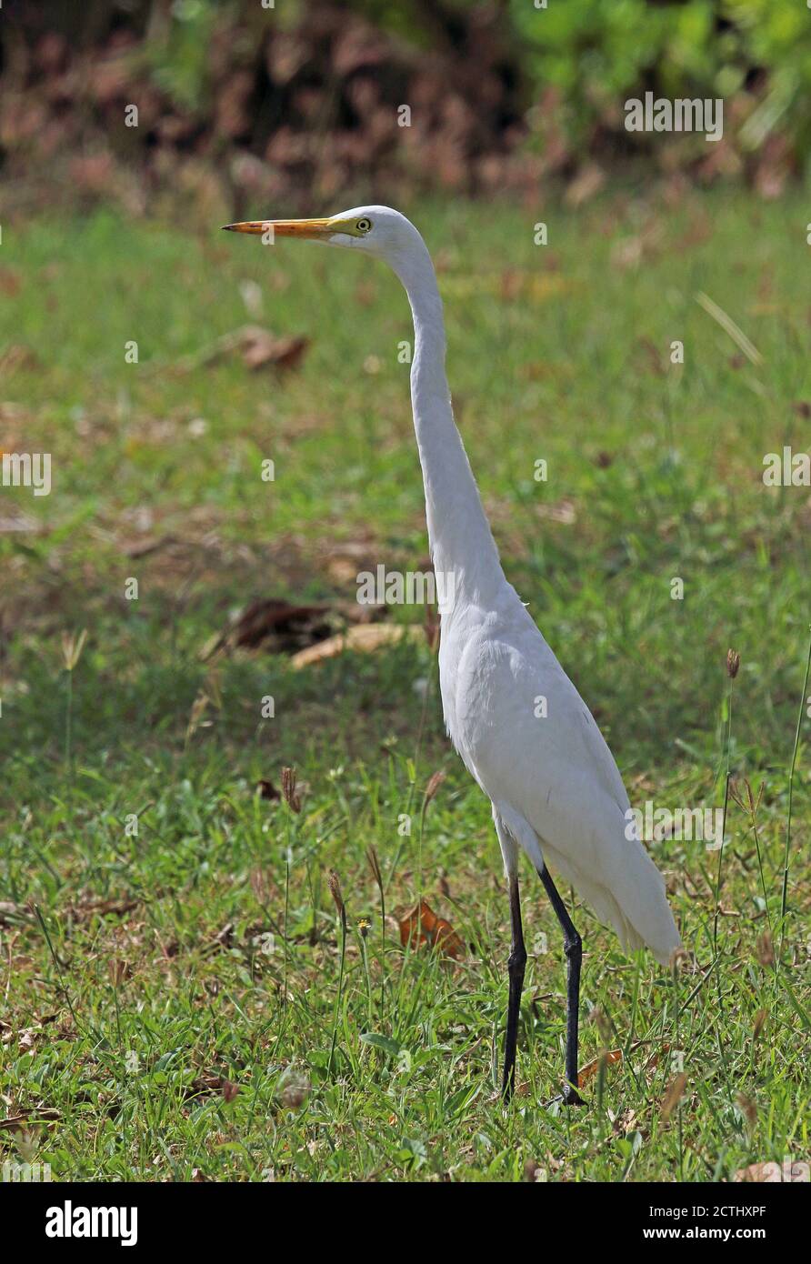 Australian intermediate egrets hi-res stock photography and images - Alamy