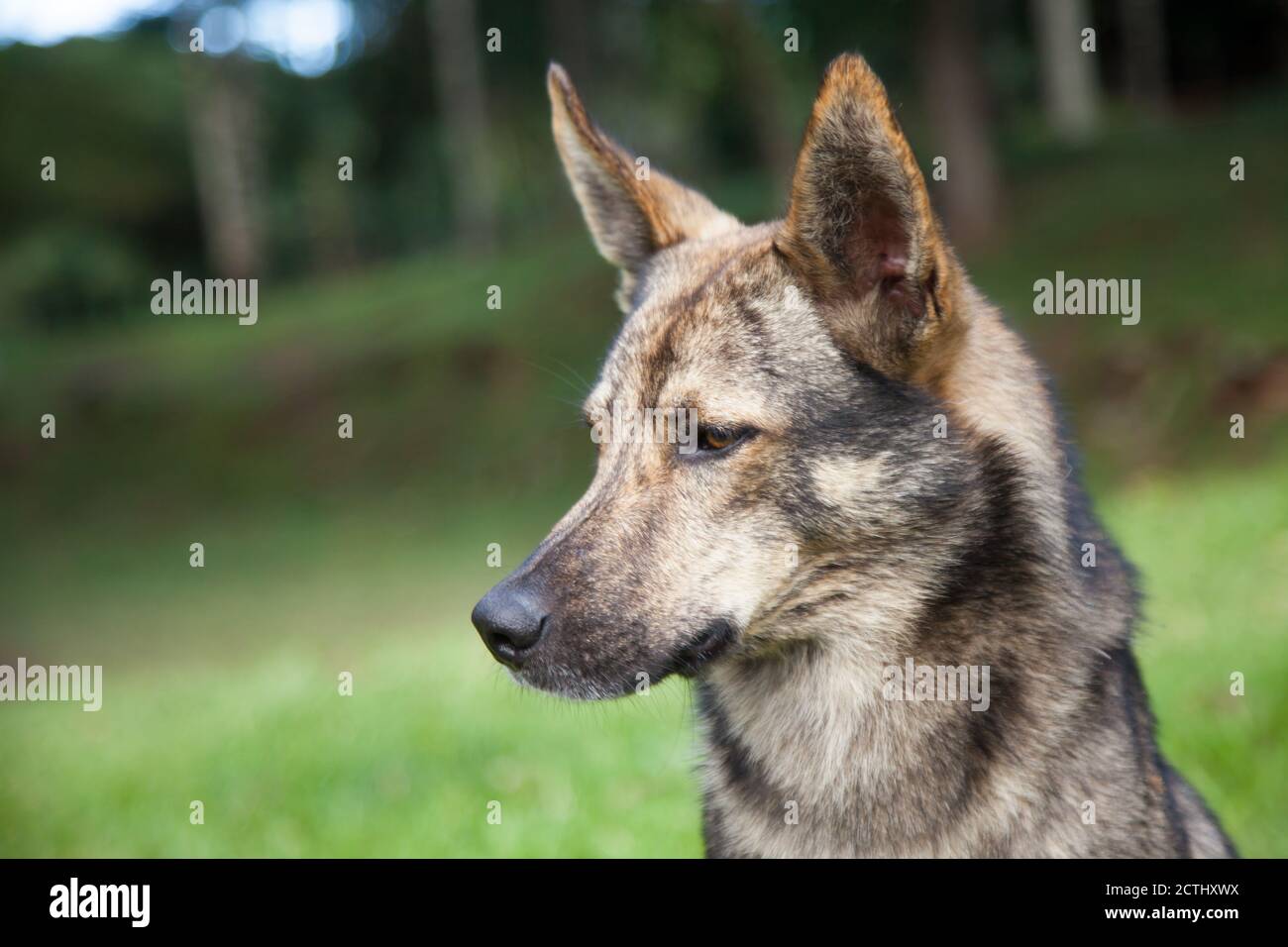 Dog face with blur background Stock Photo - Alamy