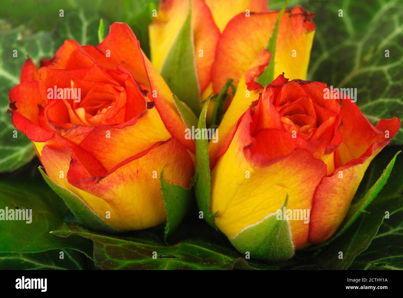 Nice floral decoration of 3 roses with ivy leaves Stock Photo - Alamy