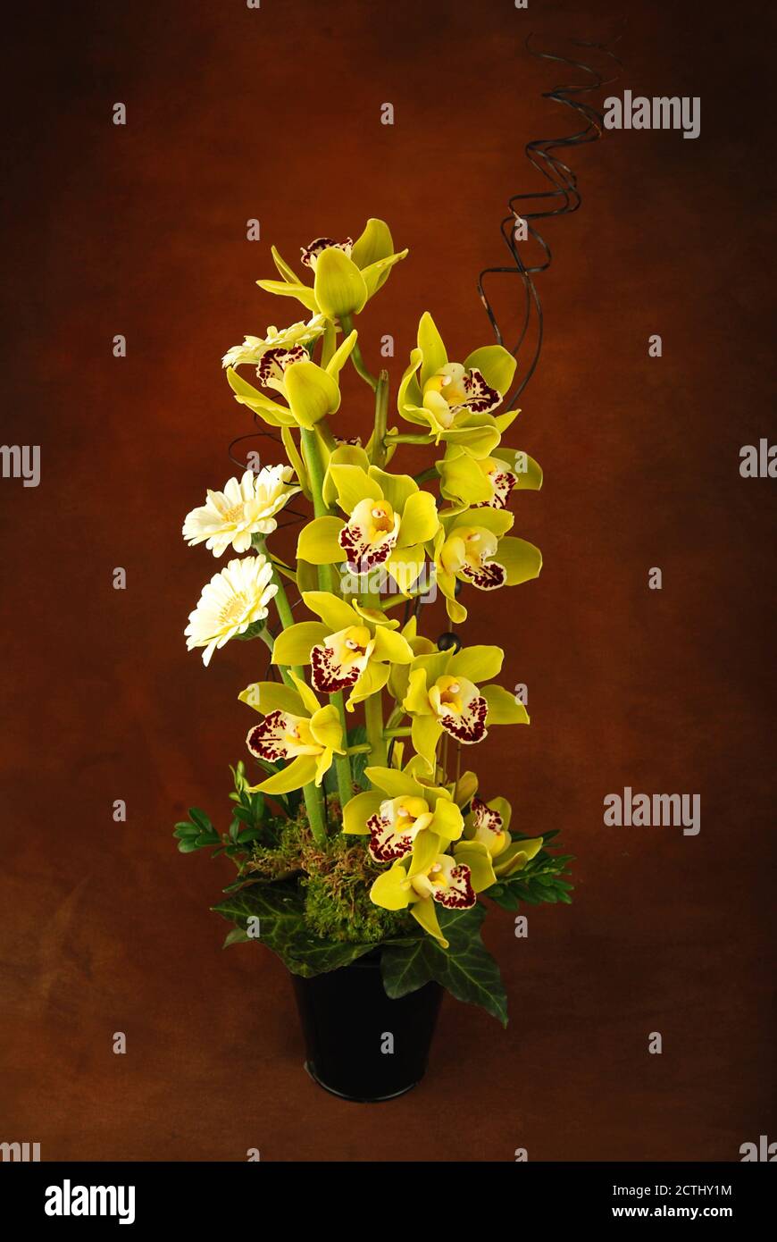 Brown And Yellow Orchid High Resolution Stock Photography and Images ...