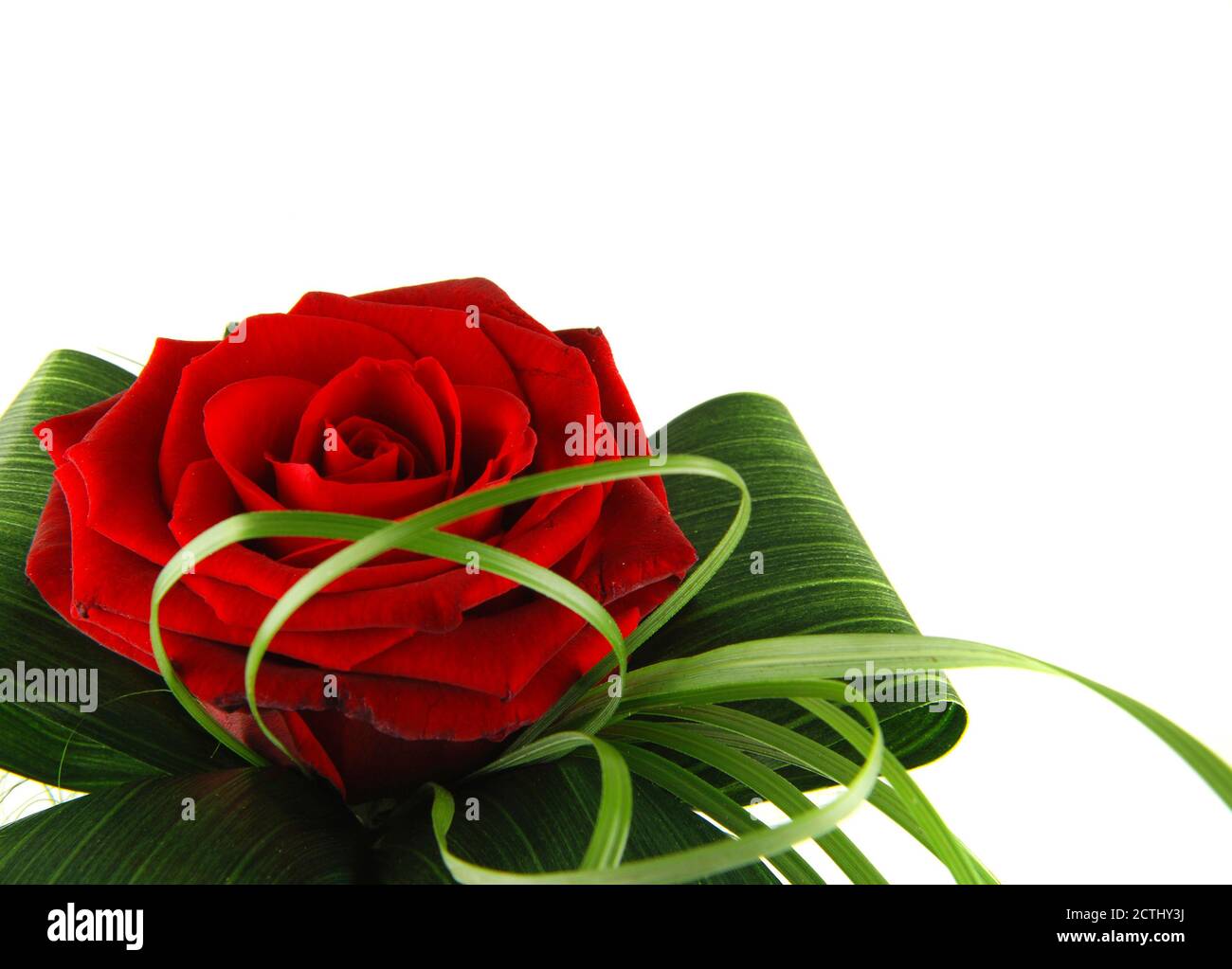 Beautiful red rose with decorative leaves isolated on white Stock Photo ...