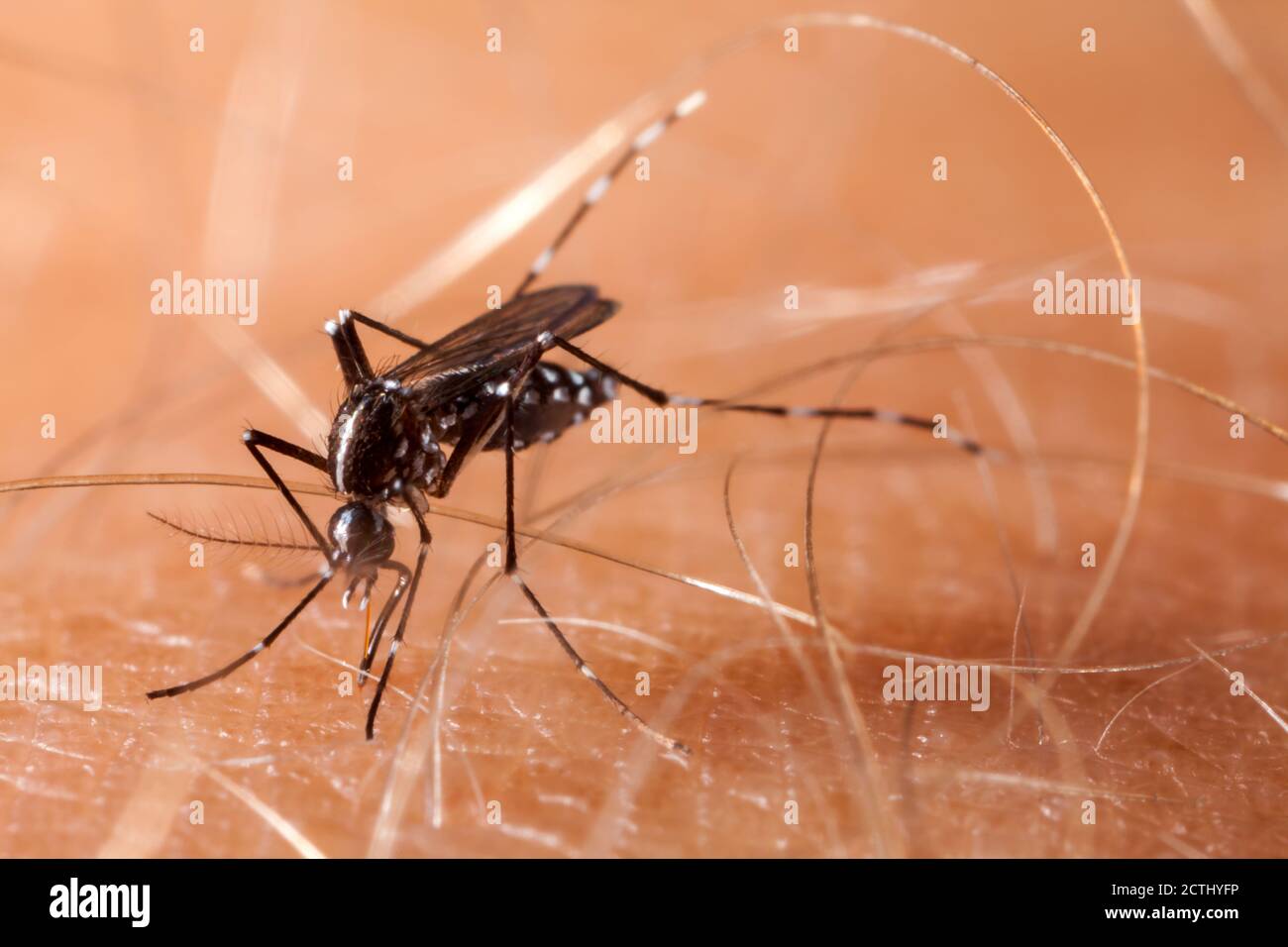 Dengue, zika and chikungunya fever mosquito (aedes aegypti) on human ...
