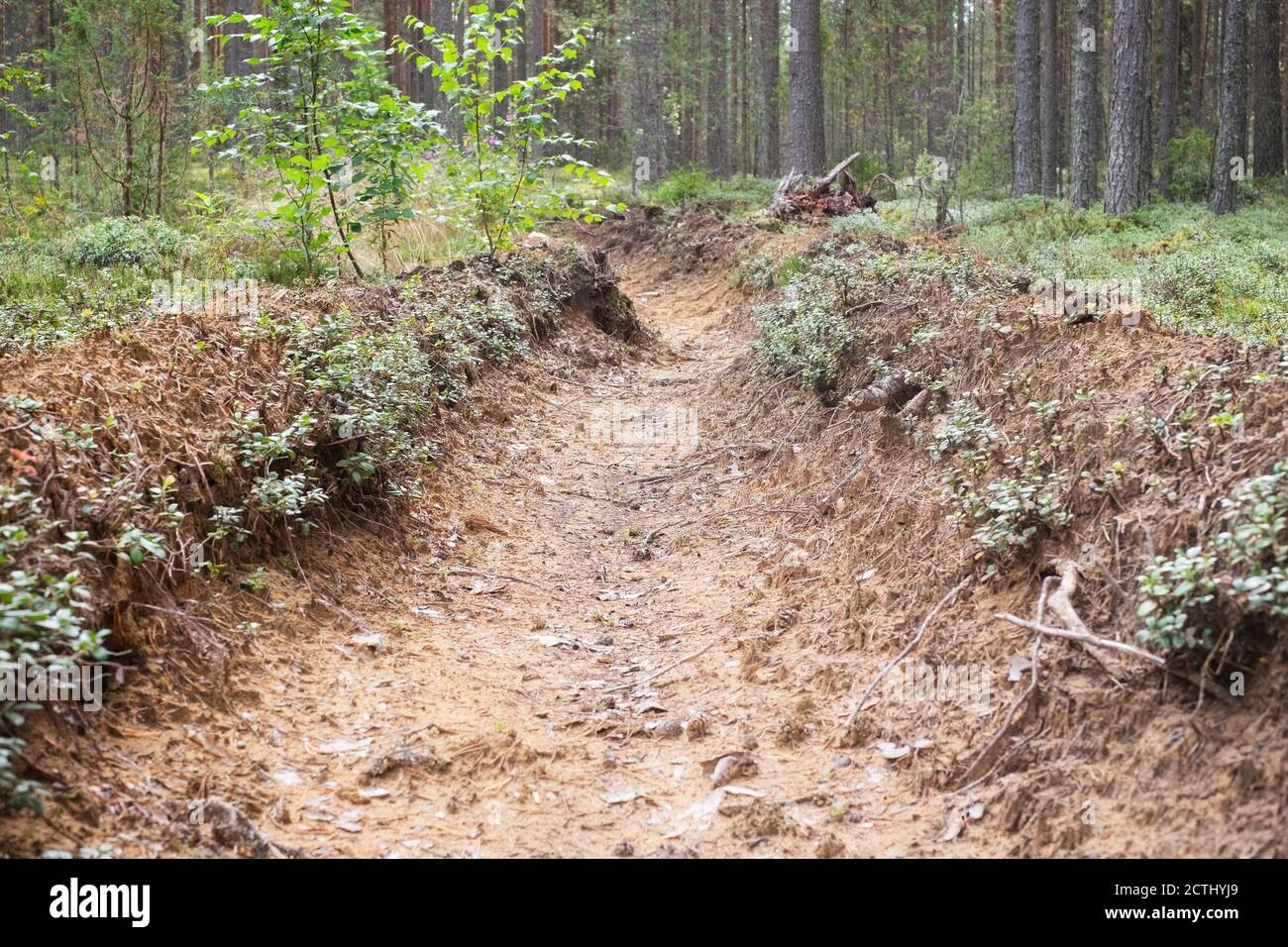 The forest protection strip passes through the pine forest to stop the ...