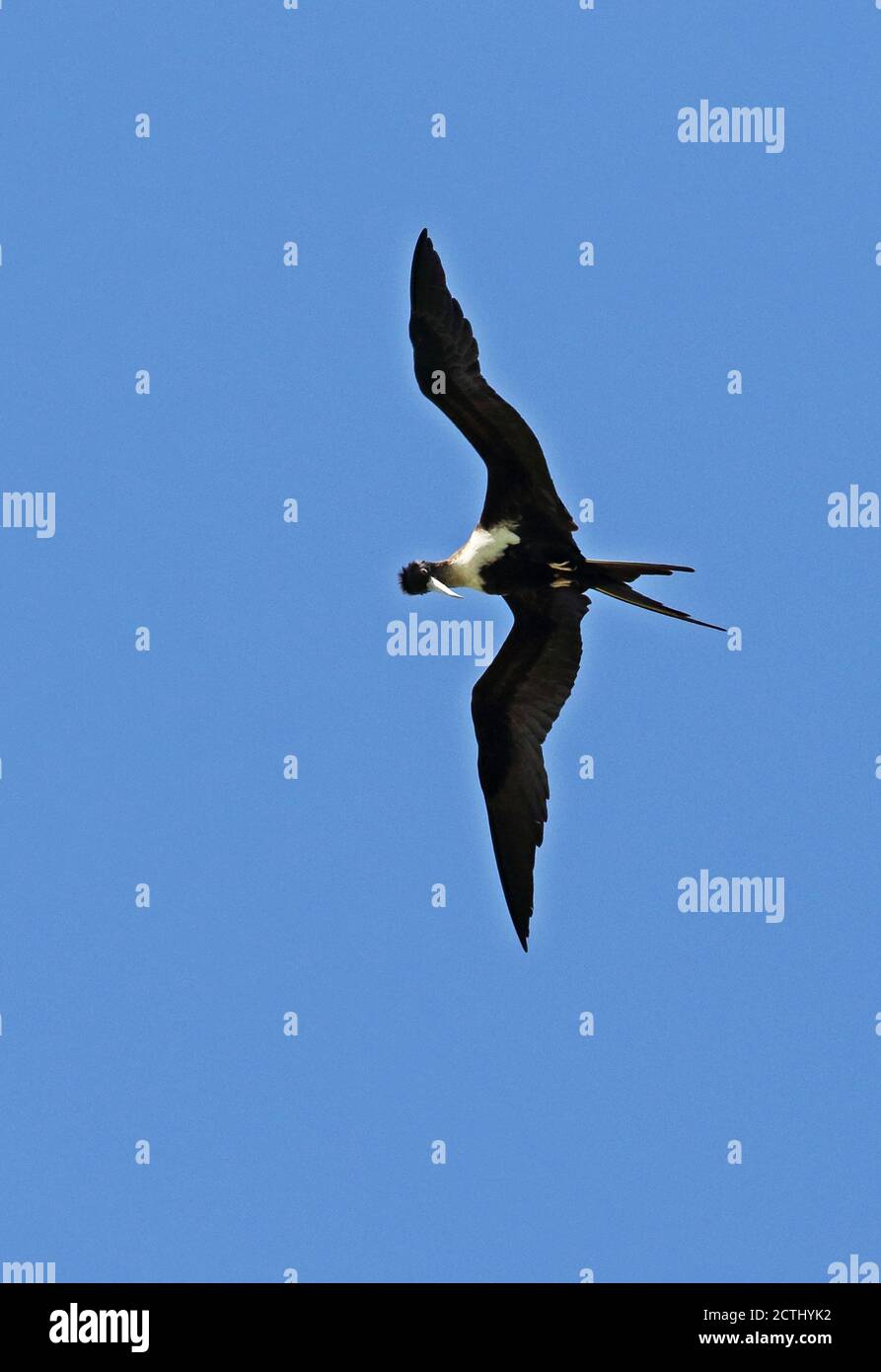 Lesser Frigatebird (Fregata ariel ariel) female in flight looking down ...