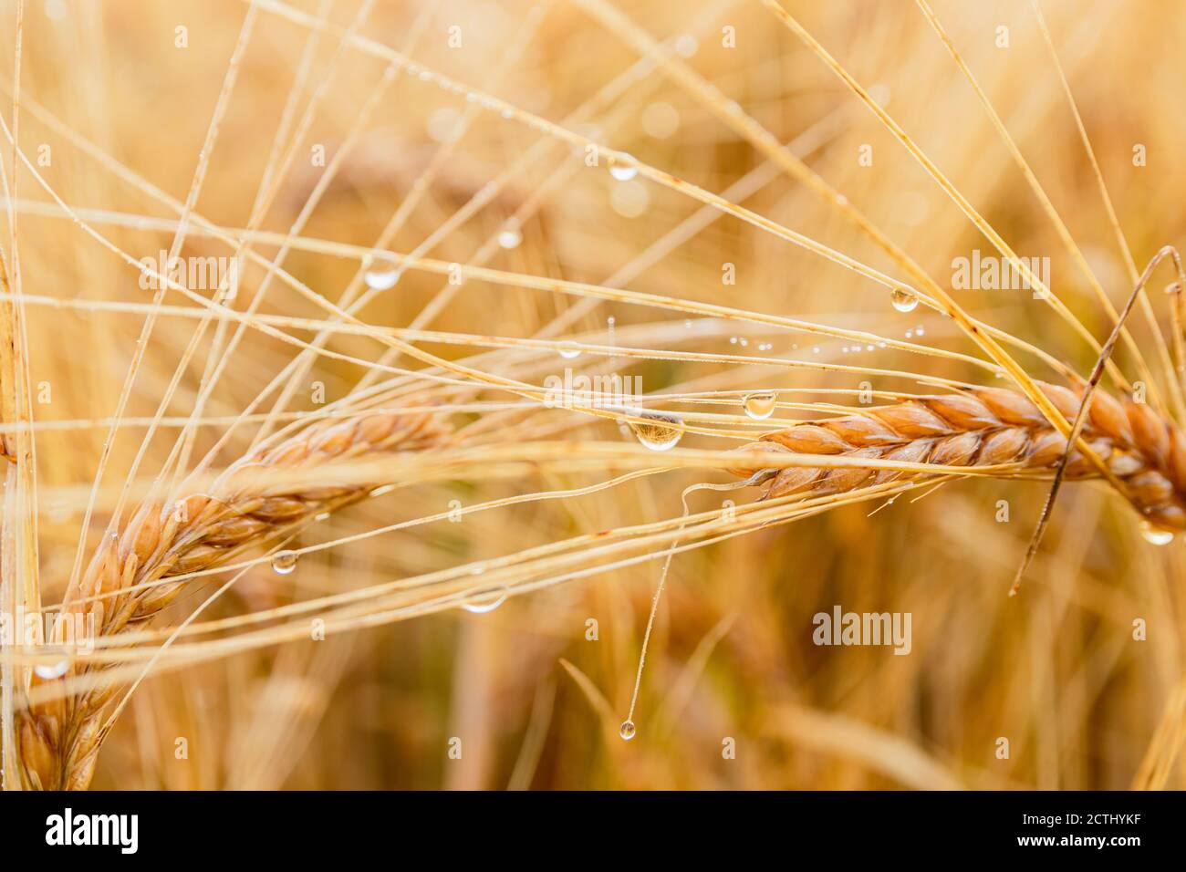 Two rye ears in water drops close-up on a bright golden background rye ...