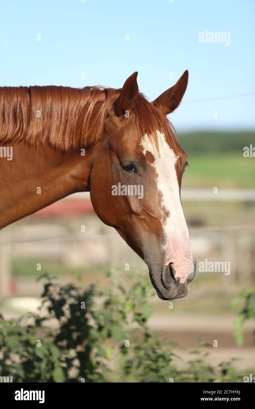 Portrait head shot of a thoroughbred chestnut colored horse in summer ...