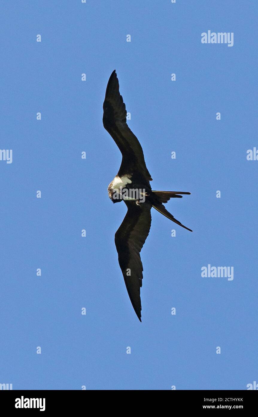 Frigatebirds christmas island hi-res stock photography and images - Alamy