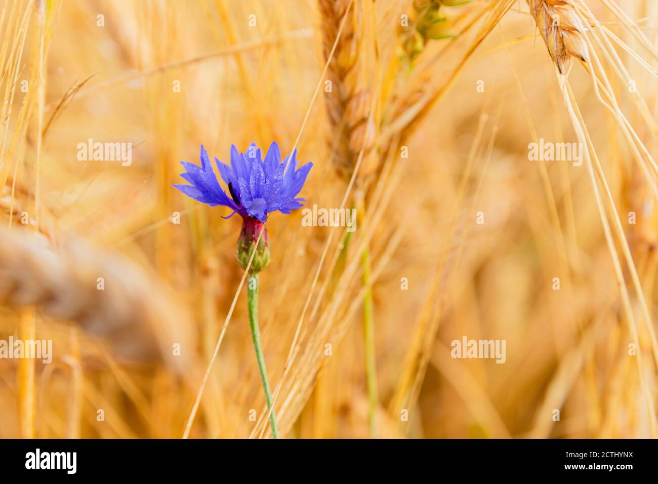 Blue cornflower on golden background of rye field Stock Photo - Alamy