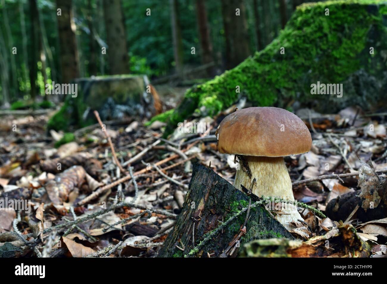 Boletus edulis edible mushroom is growing in the forest Stock Photo - Alamy