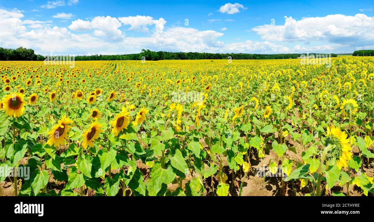 Wide panoramic photo of a beautiful sunflower field in the southern ...