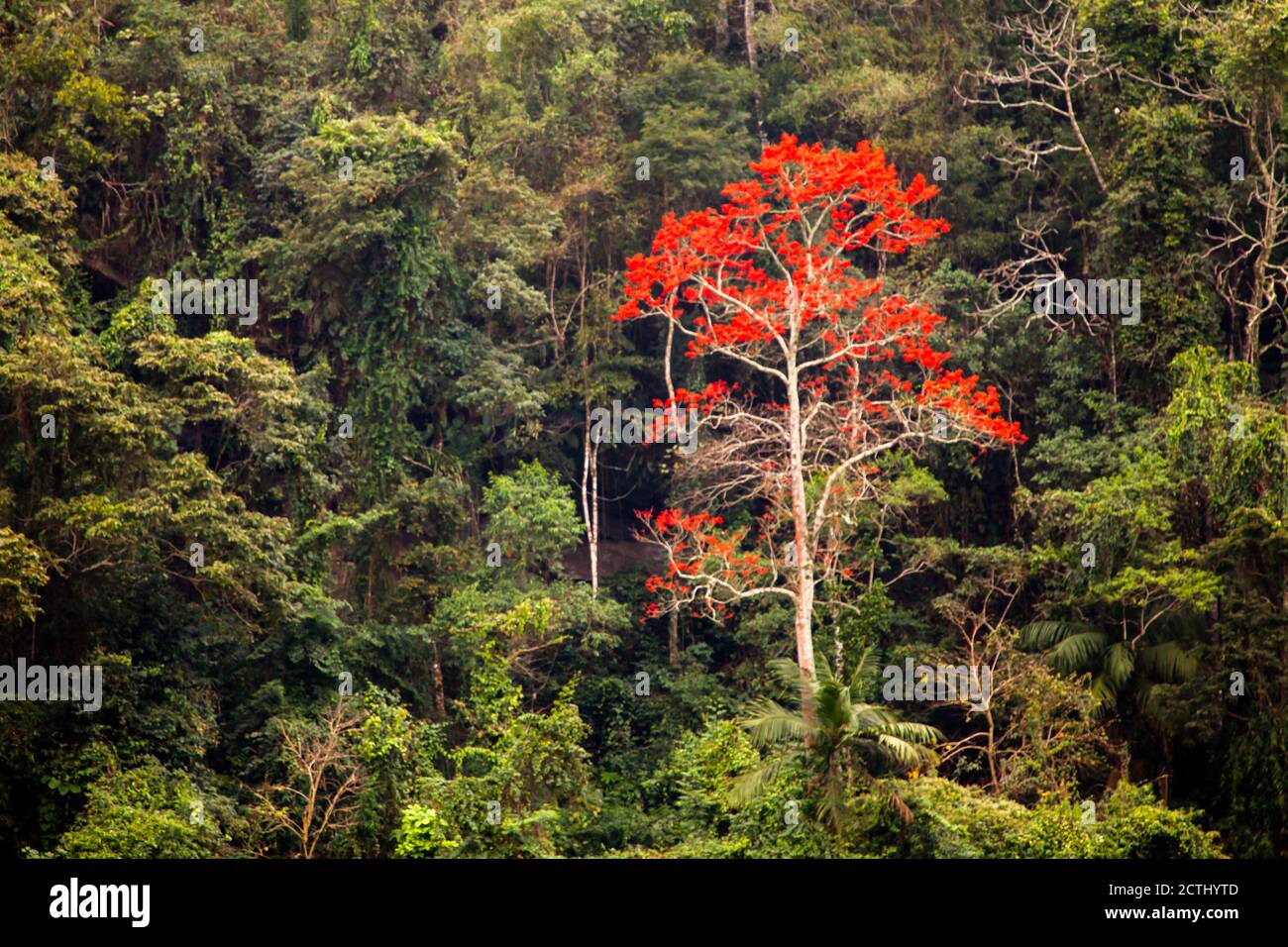 Tree red green flowers hi-res stock photography and images - Alamy