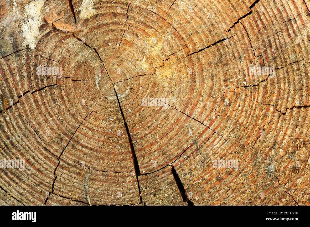 Chopped log wood background with various cracks Stock Photo - Alamy