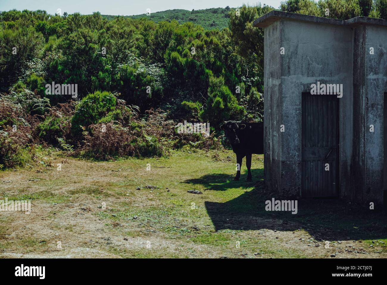 Cow standing behind an old building in Madeira Stock Photo - Alamy