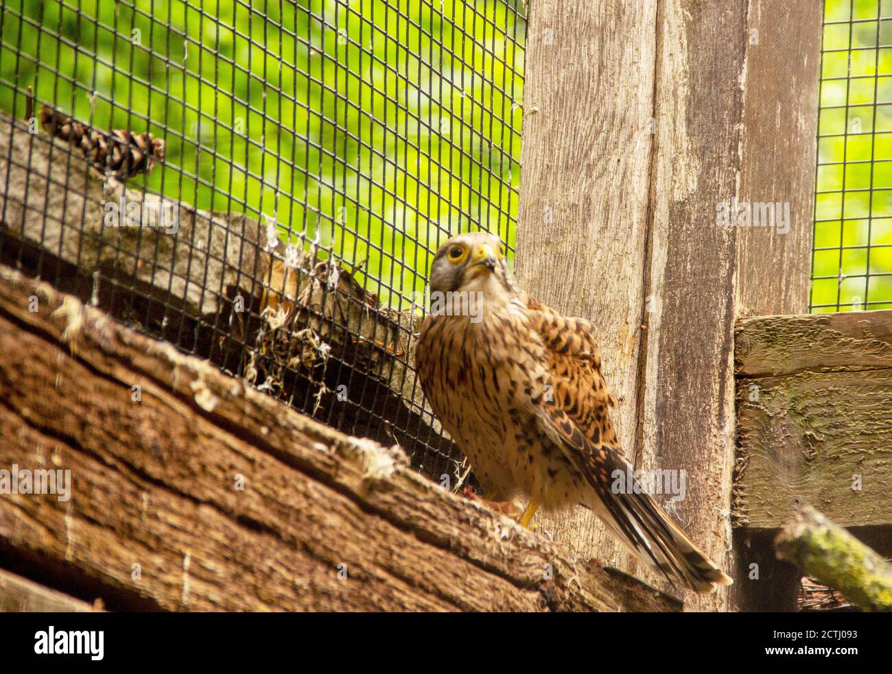 Family Falconidae High Resolution Stock Photography and Images - Alamy